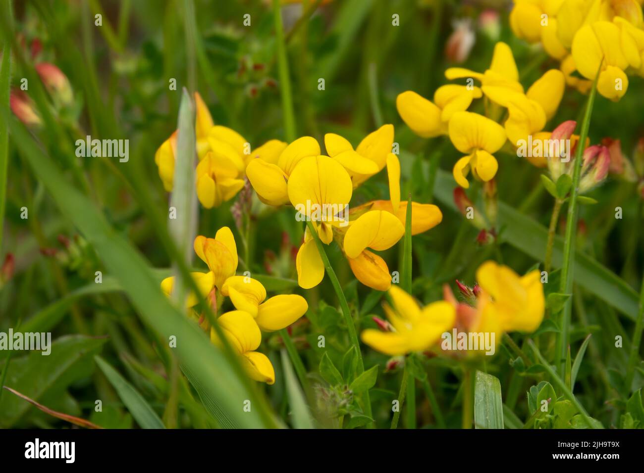 Gros plan détaillé de la trèfle à pied d'oiseau (Lotus corniculatus ...