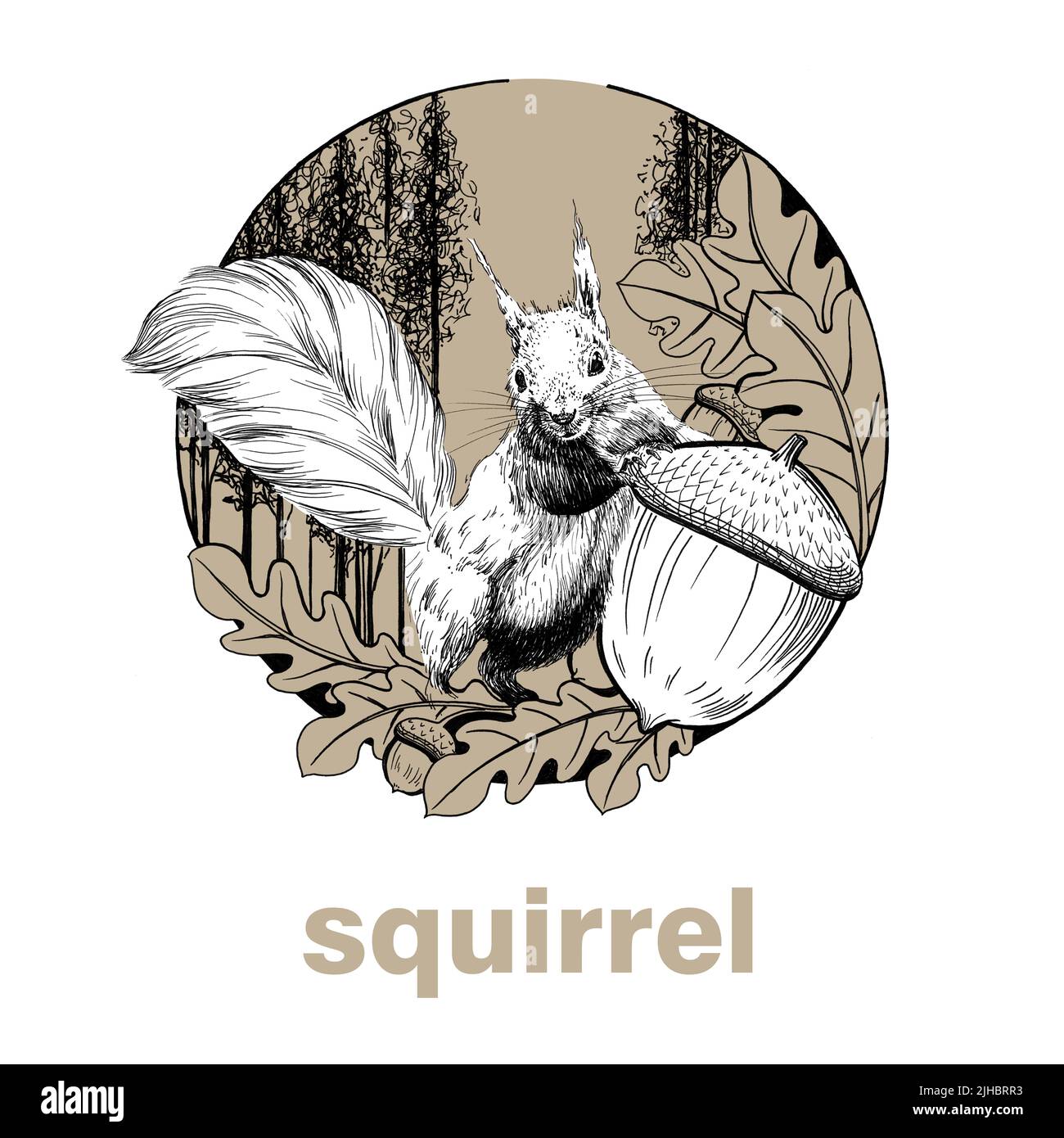 écureuil de dessin animé Banque de photographies et d’images à haute ...