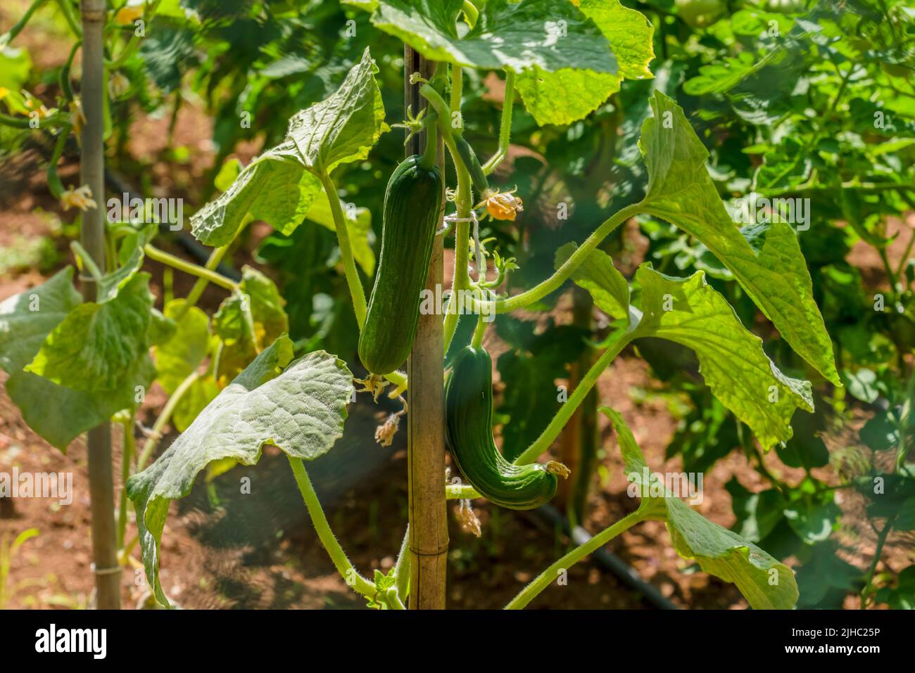 Dans la plante de concombre de jardin qui est monté à l'aide d'un bâton ...