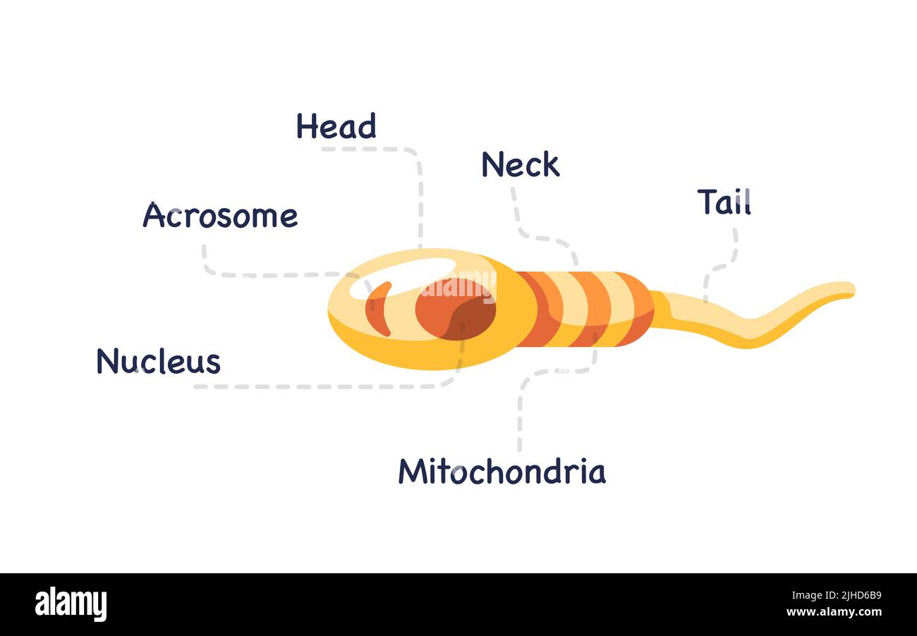 Anatomie des spermatozoïdes humains reproduction masculine biologie ...
