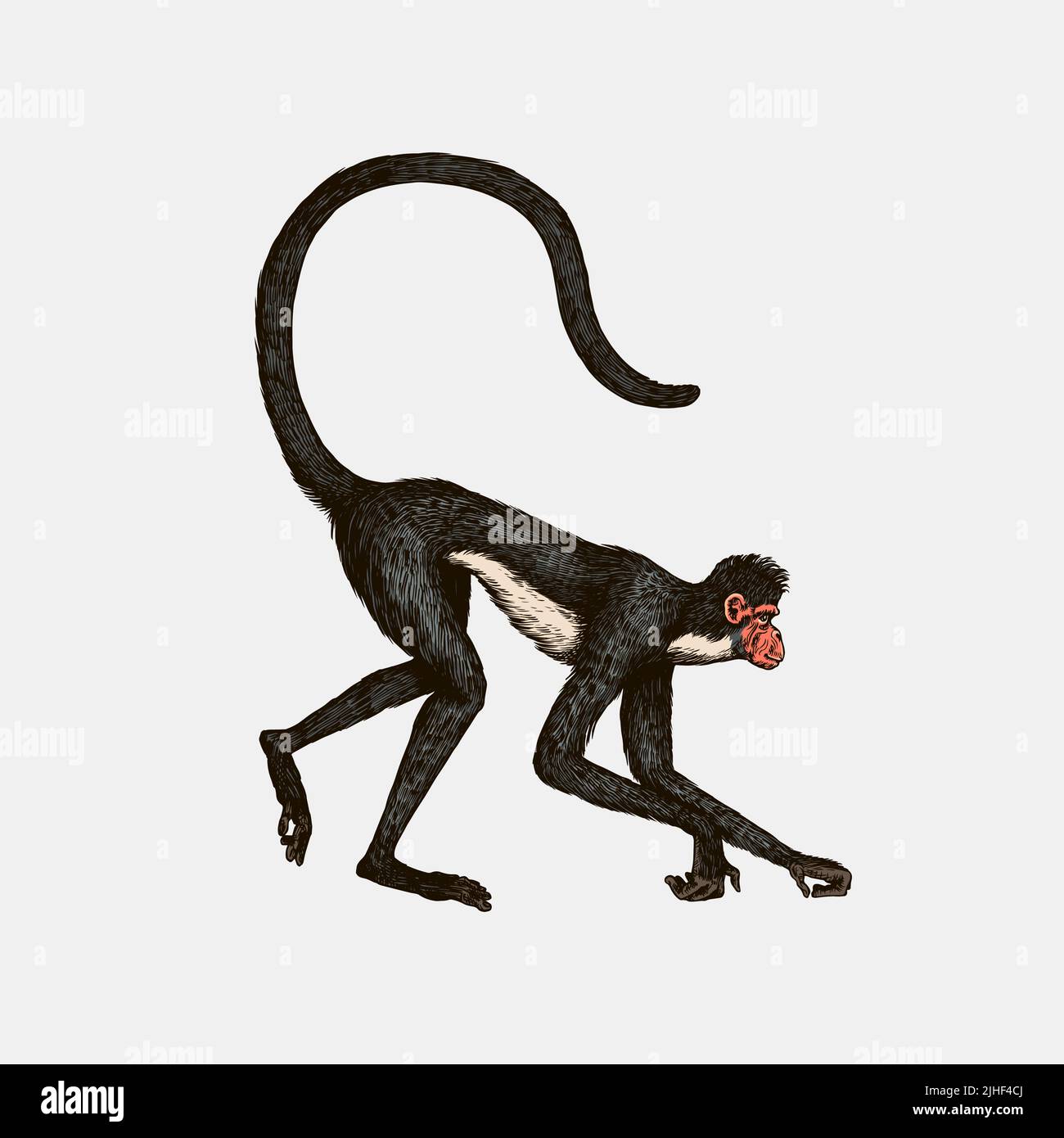 Primate dans un zoo Banque d'images vectorielles - Alamy