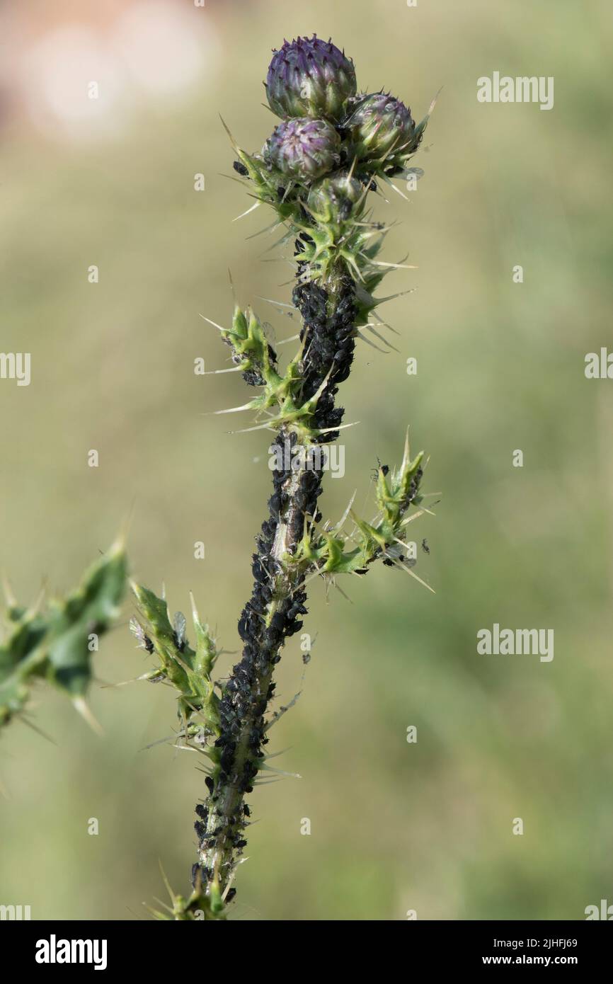 Tige rampante Banque de photographies et d’images à haute résolution ...