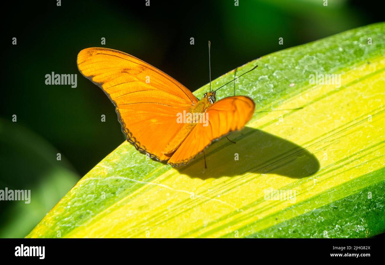 Les pieridae Banque de photographies et d’images à haute résolution - Alamy