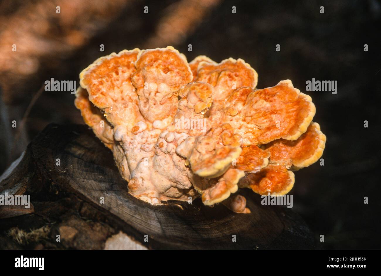 Champignon poussant sur une souche d'arbre. Un coup de feu d'un ...