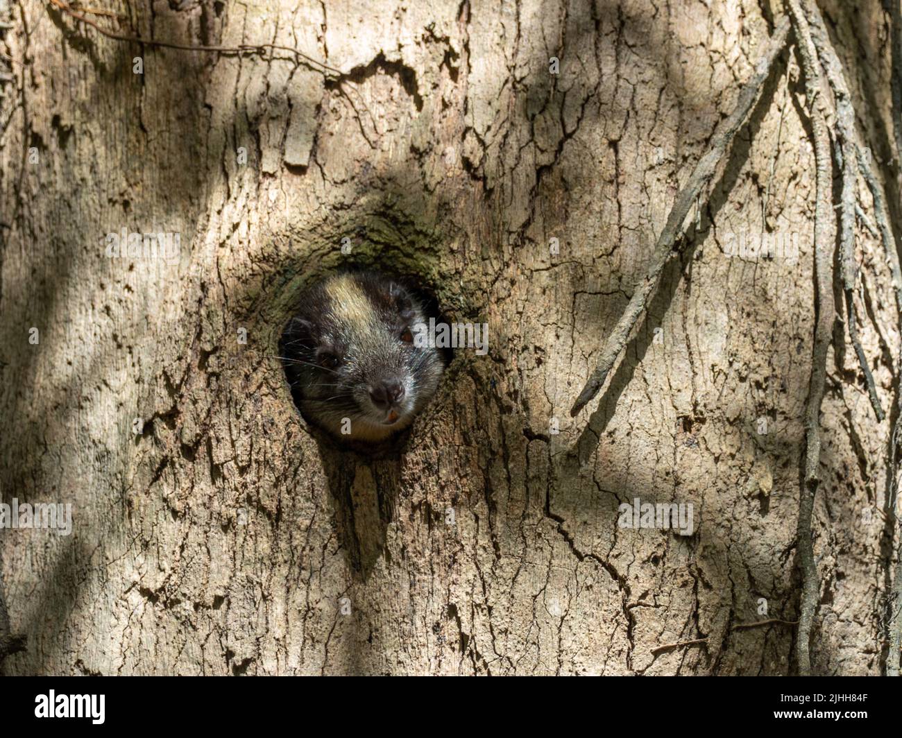 Isothrix bistriata Banque de photographies et d’images à haute ...