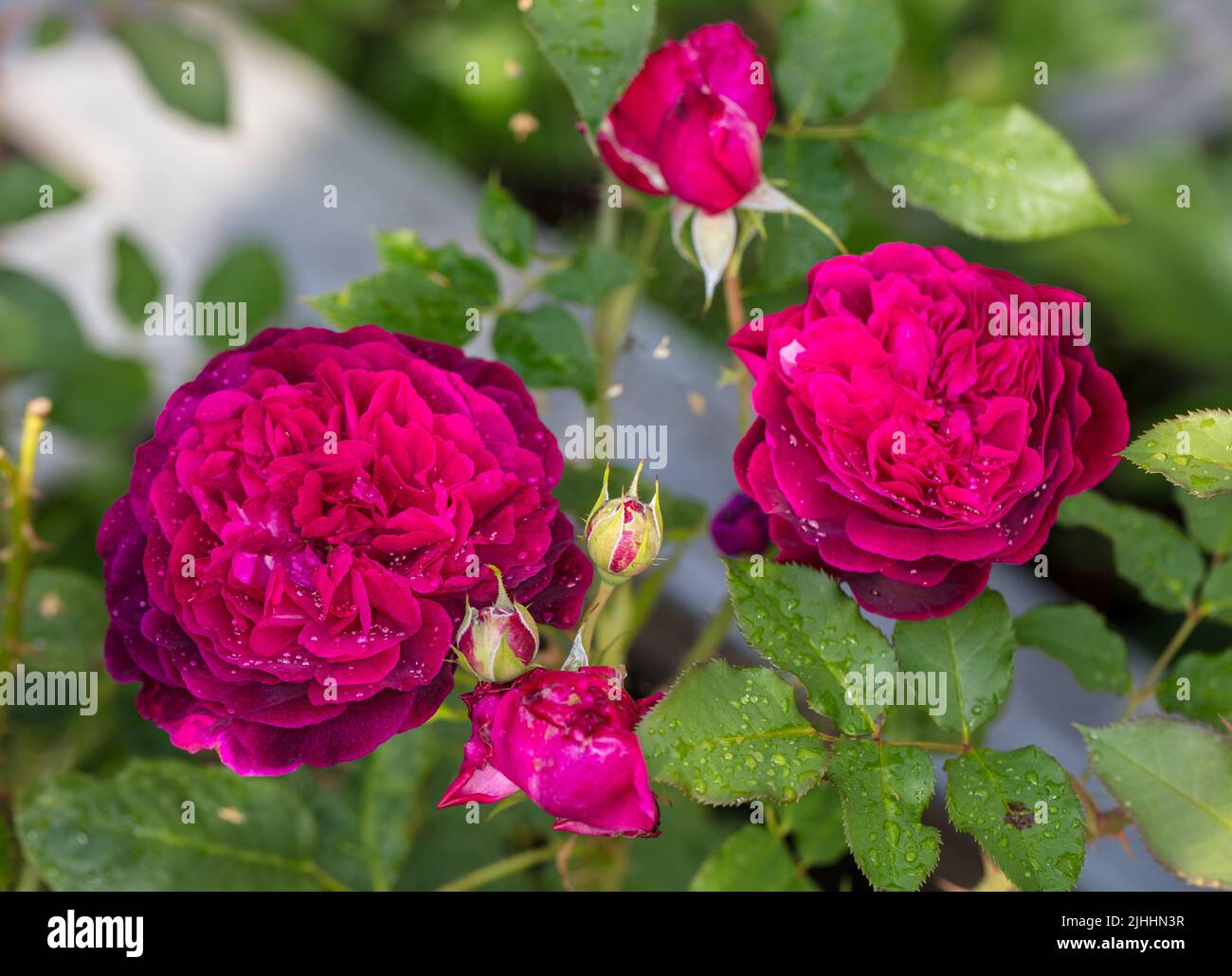Rosa ausbernard Banque de photographies et d’images à haute résolution ...