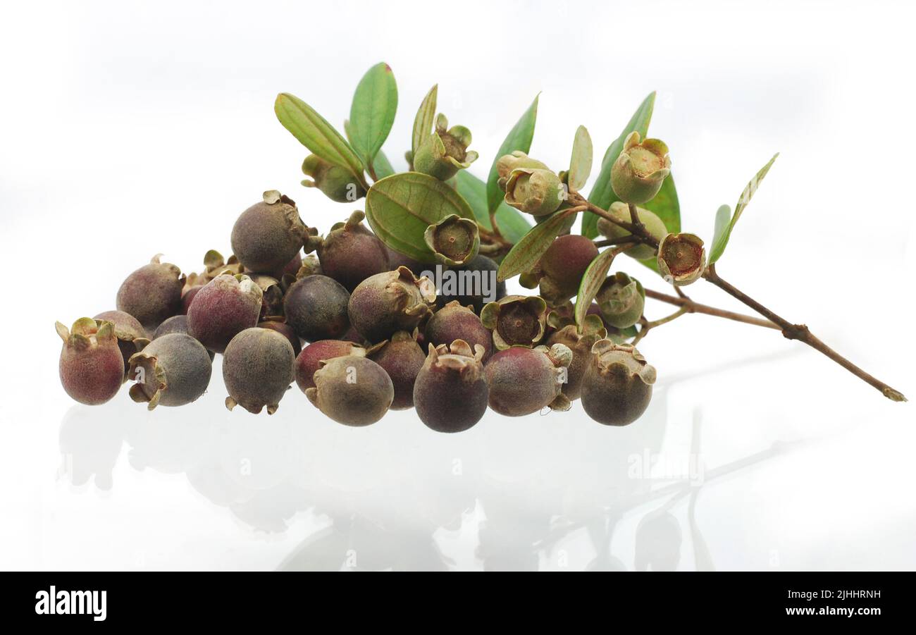 Myrte de ceylon Banque de photographies et d’images à haute résolution ...