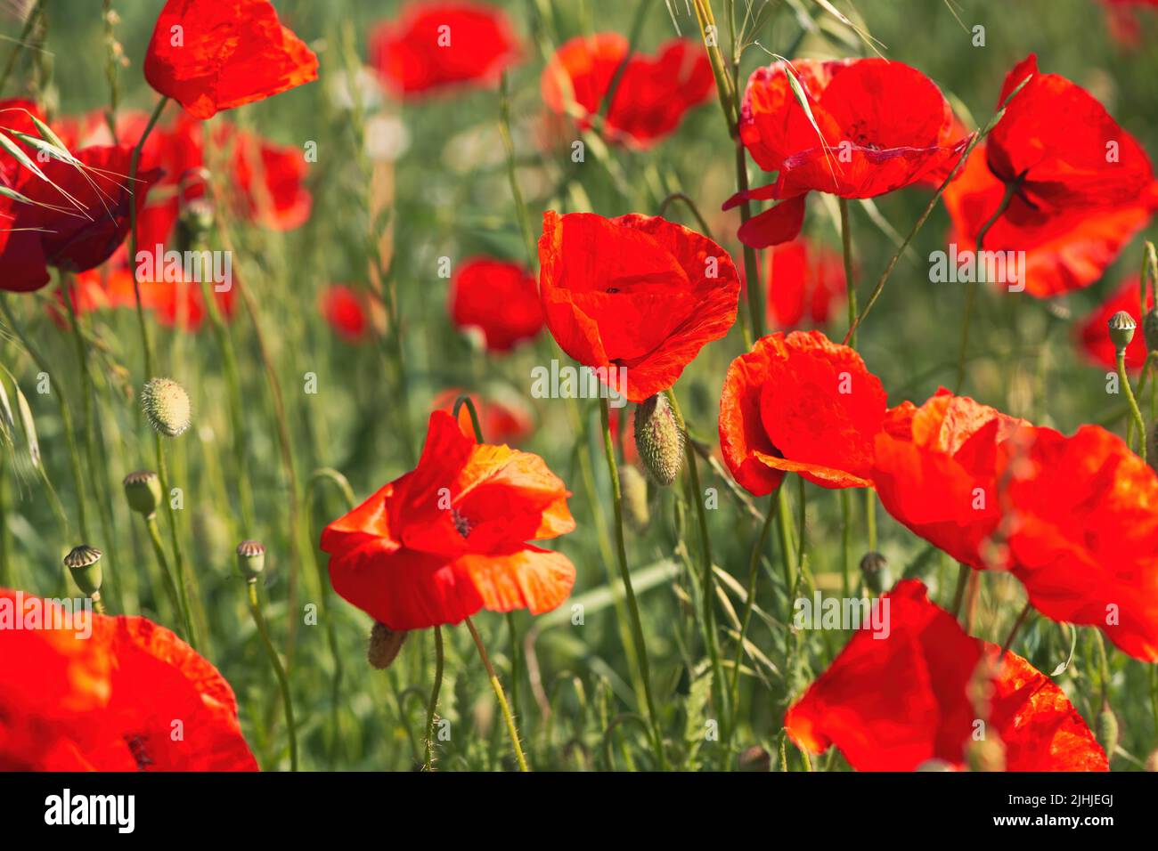 Rhoeas de Papaver ou fleur de pavot rouge dans la prairie. Cette plante ...