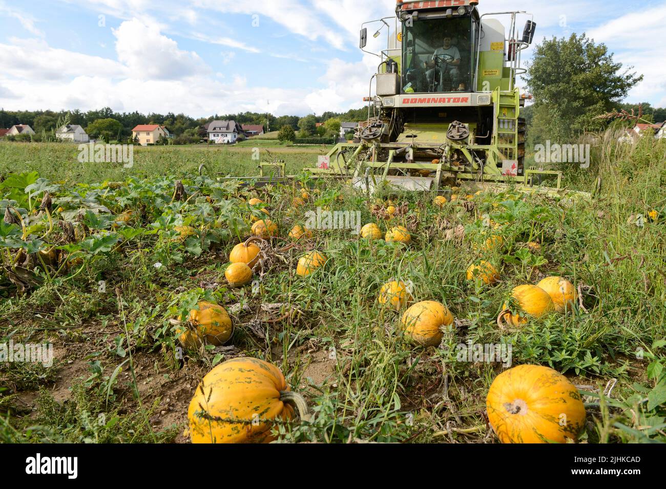 Autriche Styrie, culture de citrouilles à huile, les graines sont ...