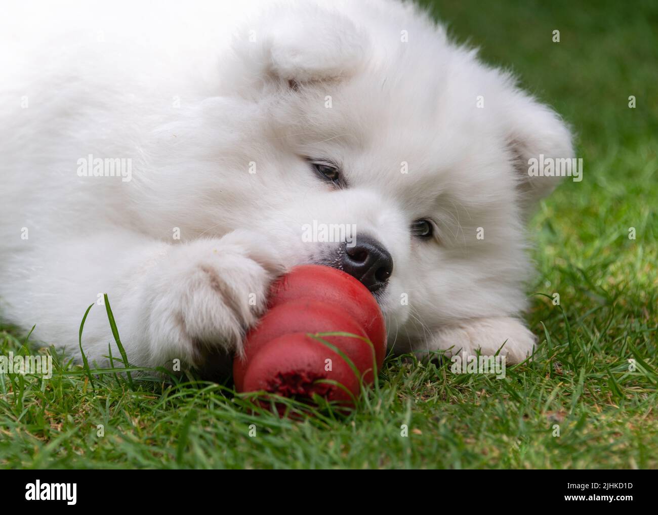 Samoyed puppy Banque de photographies et d’images à haute résolution ...