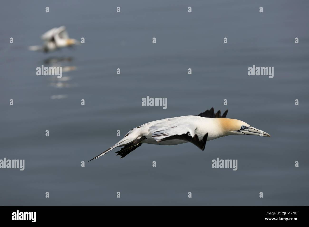 Fou de bassan morus bassanus en vol sur mer Banque de photographies et ...