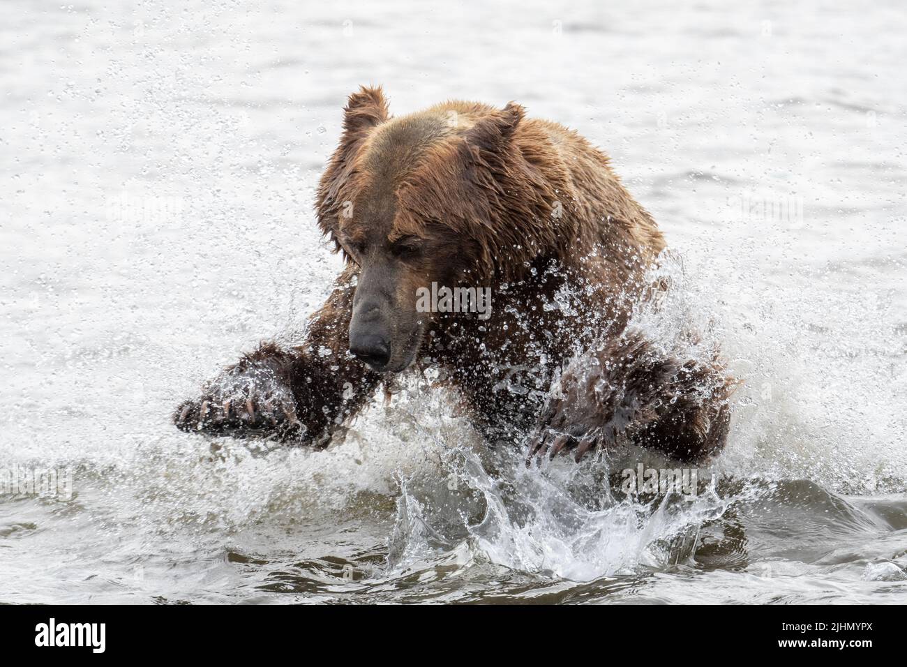 Ours brun d'Alaska en lunch pour tenter de capturer du saumon au ...
