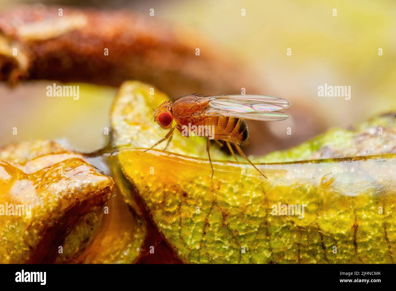 Fruit fly drosophila melanogaster wing Banque de photographies et d ...
