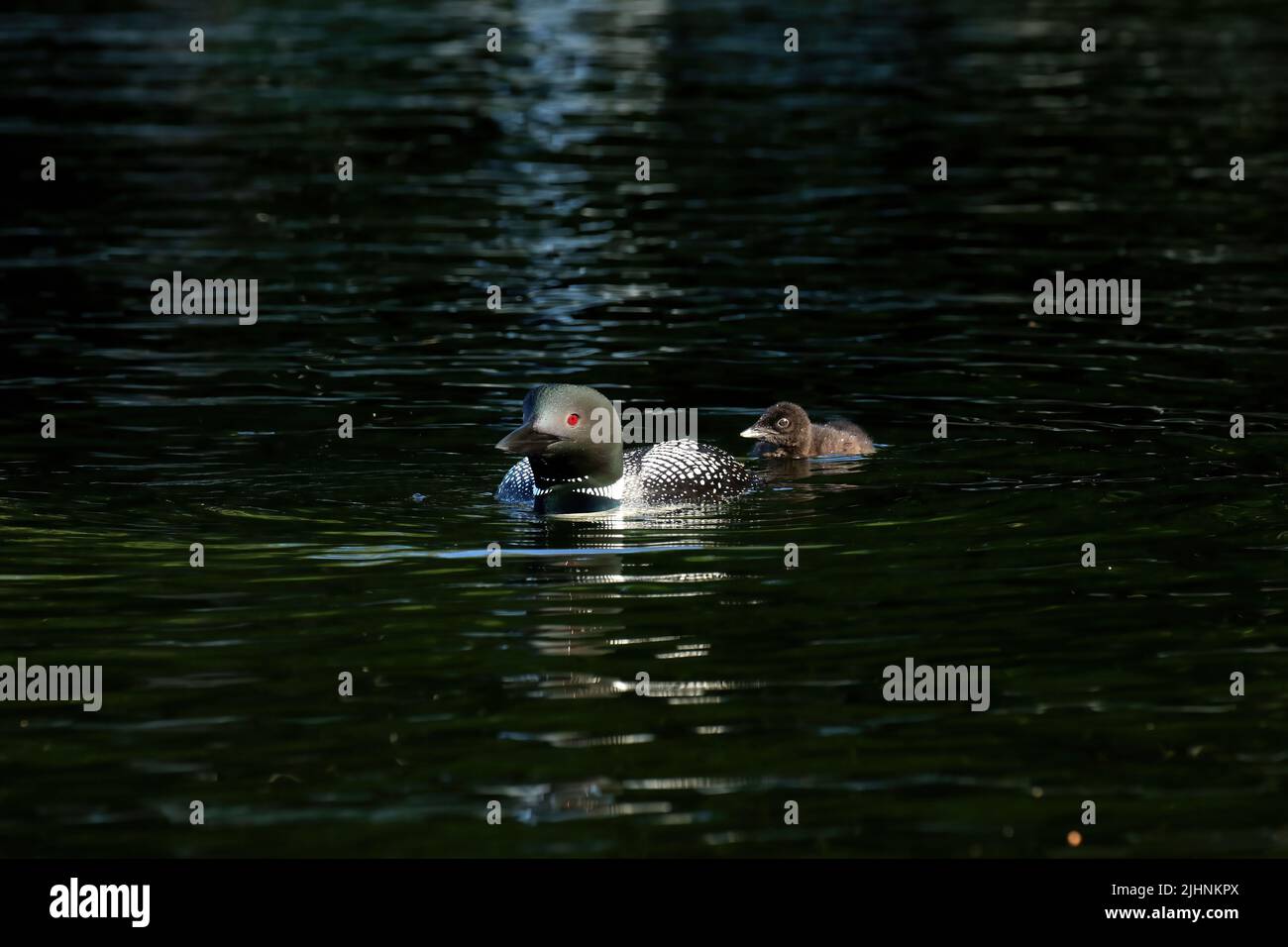 Mère huard Banque de photographies et d’images à haute résolution - Alamy