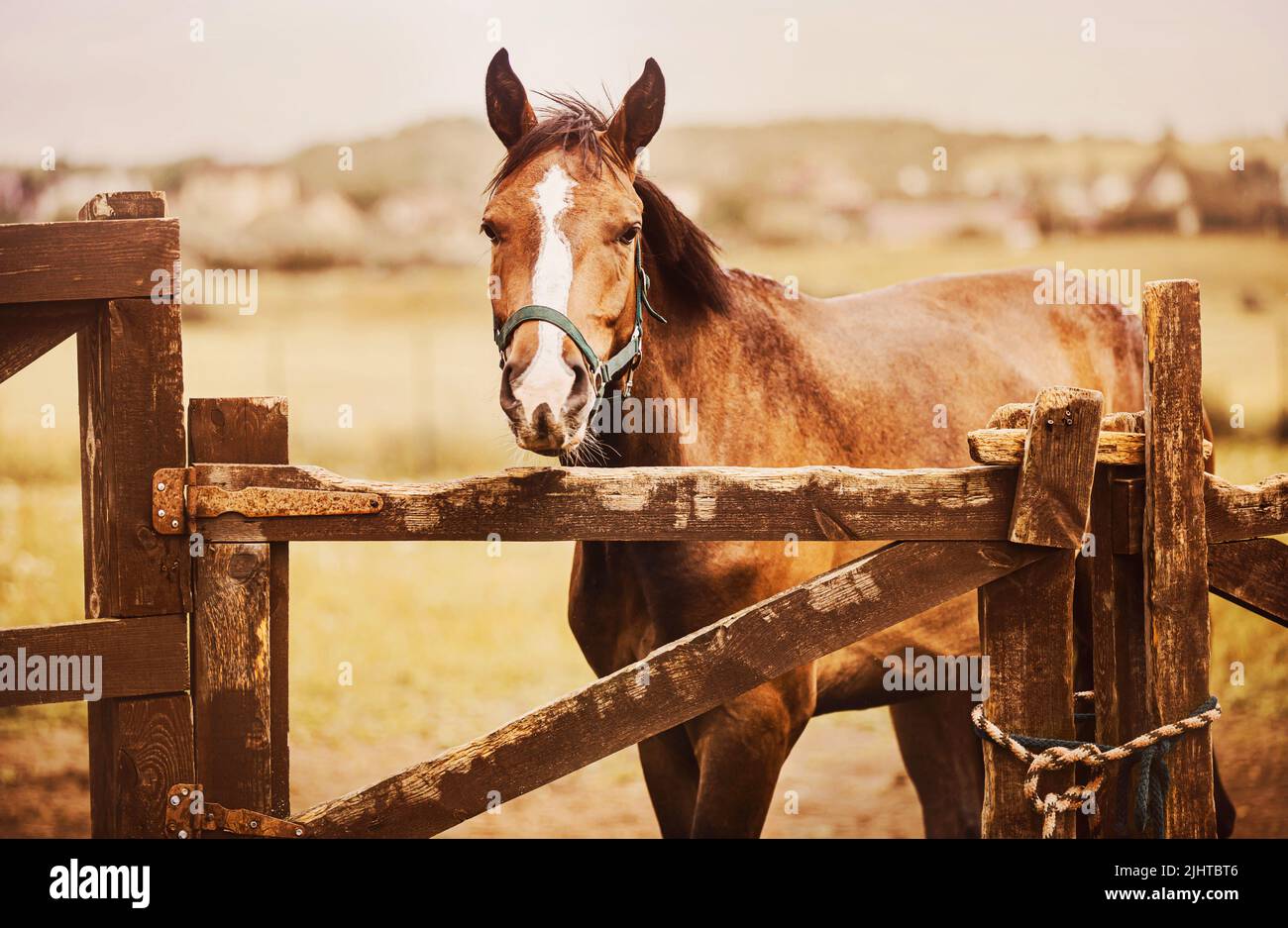 Un beau cheval de baie à dos de mer se dresse dans un enclos avec une ...