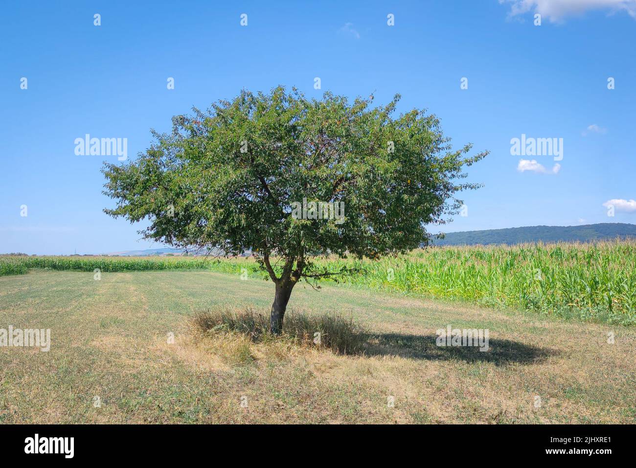 Arbre solitaire debout dans un champ vert Banque de photographies et d ...