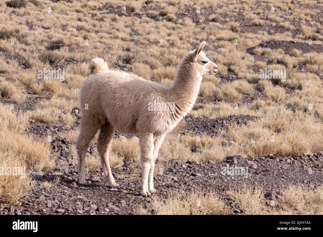 Flora y fauna del desierto de atacama Banque de photographies et d ...