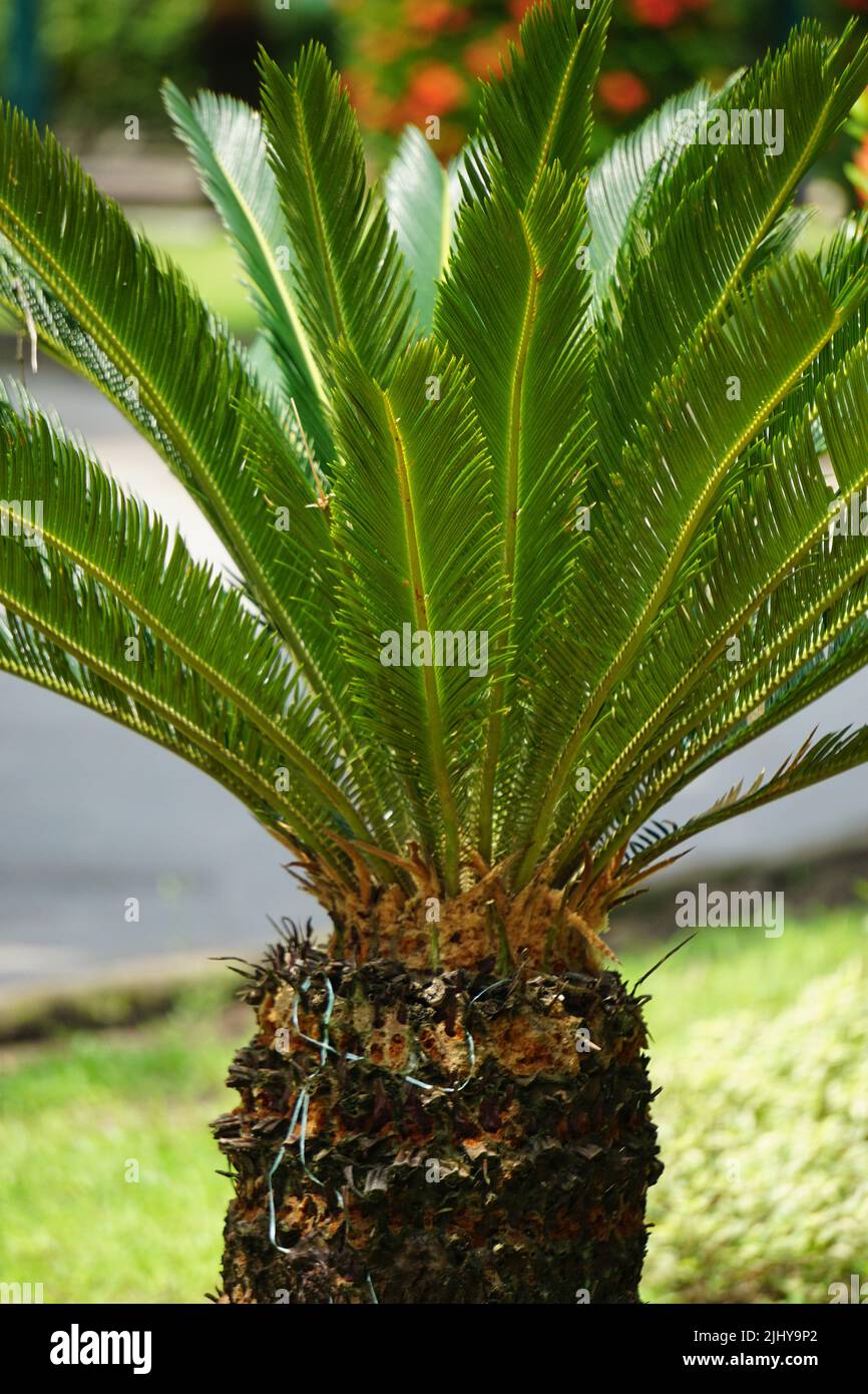 Cycas Revoluta (pakis haji, Cycas Revoluta, Sotetsu, palmier sagou, roi ...
