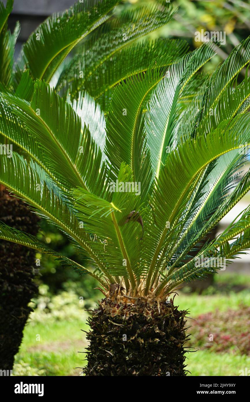 Cycas javana Banque de photographies et d’images à haute résolution - Alamy