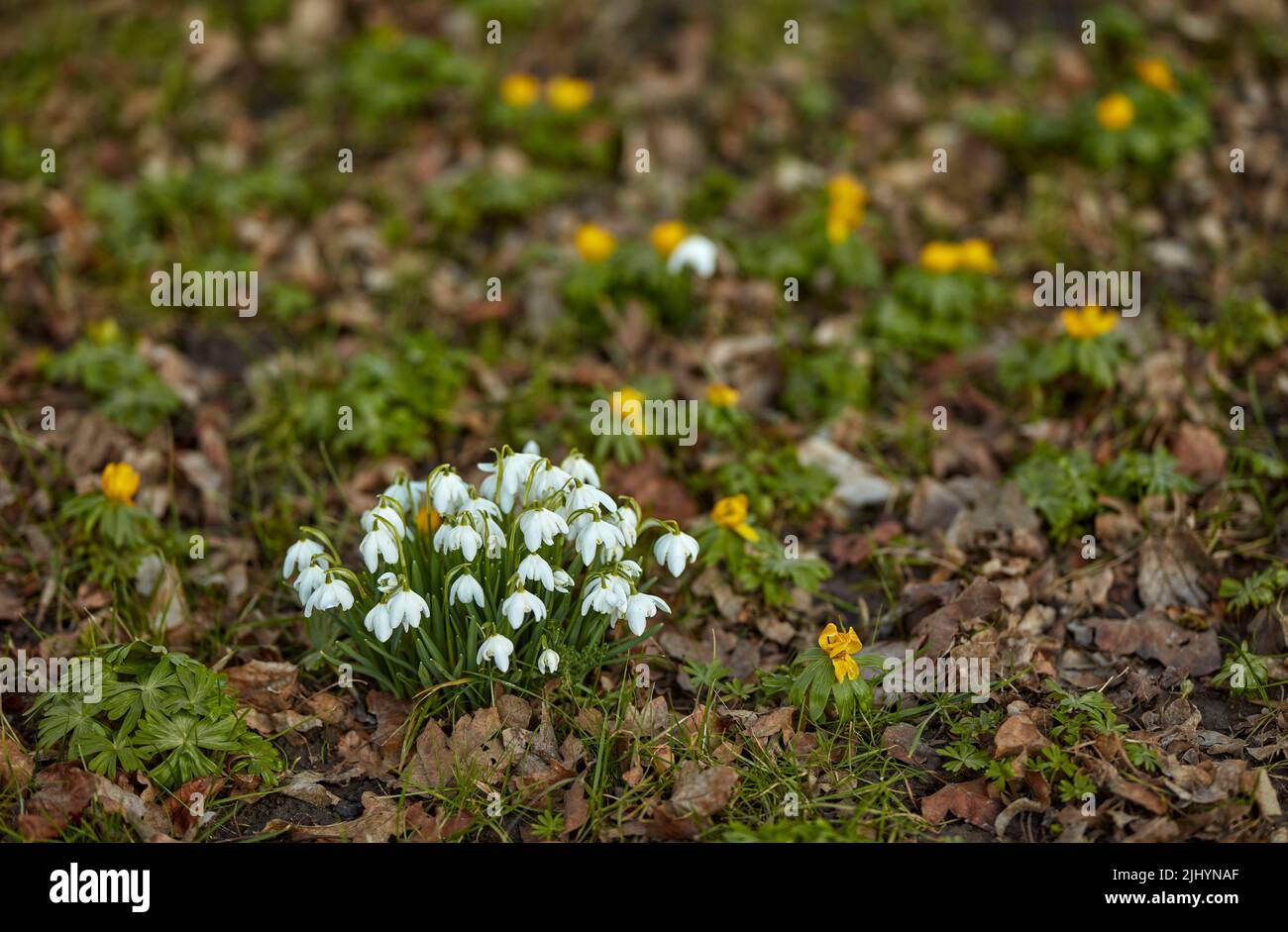 La goutte de neige blanche ou les fleurs de galanthus fleurissent dans ...