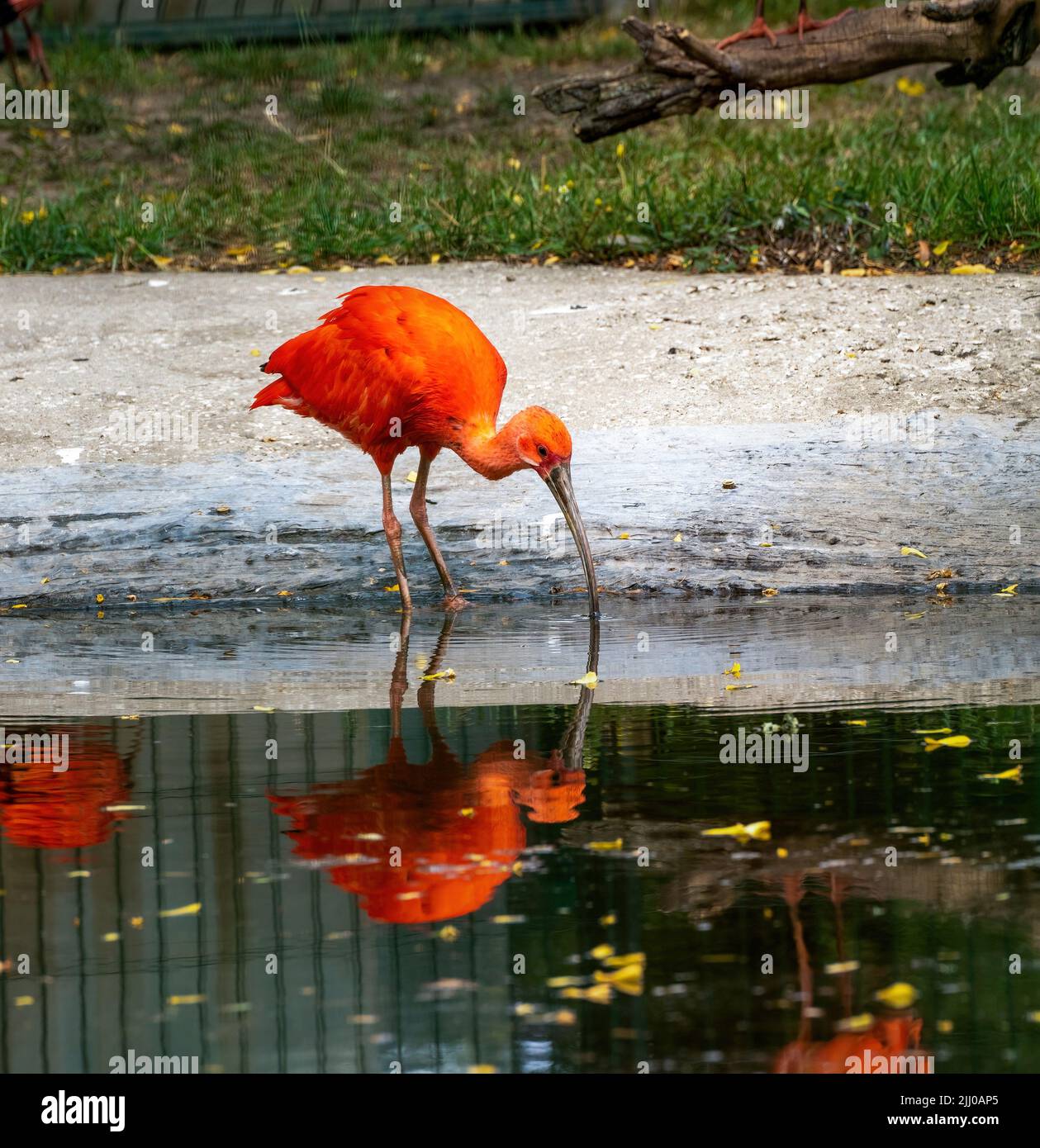 L'ibis Scarlet (Eudocimus ruber) est une espèce d'ibis qui habite l ...
