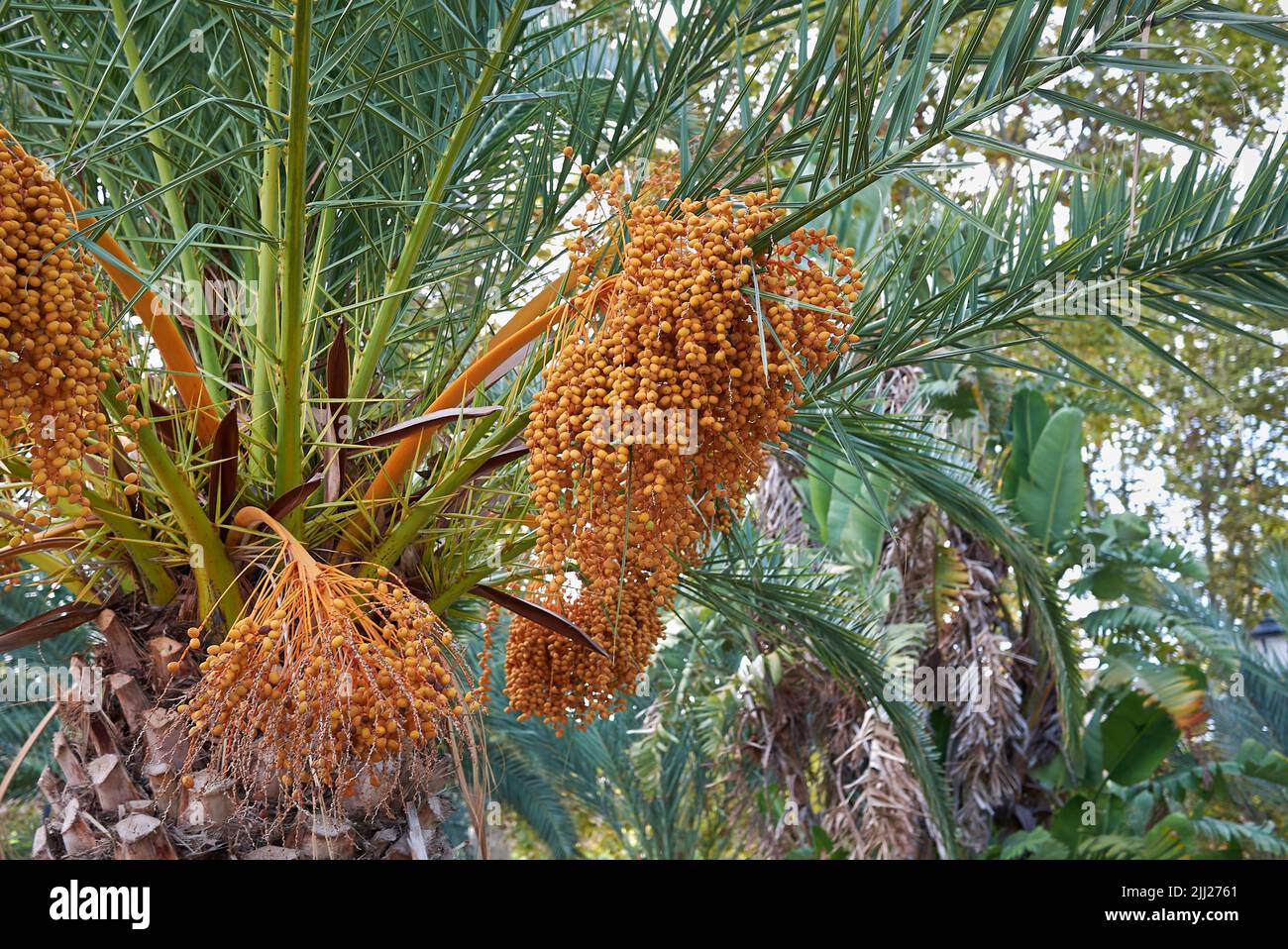 Phoenix canariensis gros plan Banque de photographies et d’images à ...