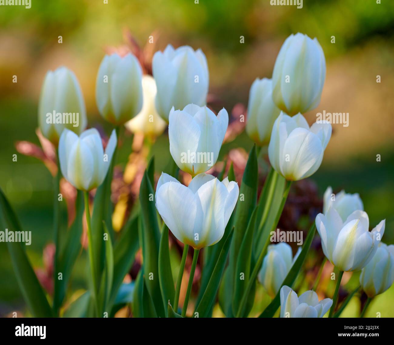 Tulipes blanches en fleurs Banque de photographies et d’images à haute ...