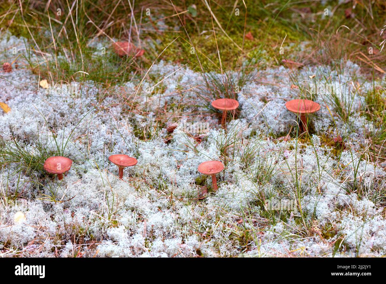 Mon jardin. Survoler le champignon rouge agarique qui pousse dans la ...