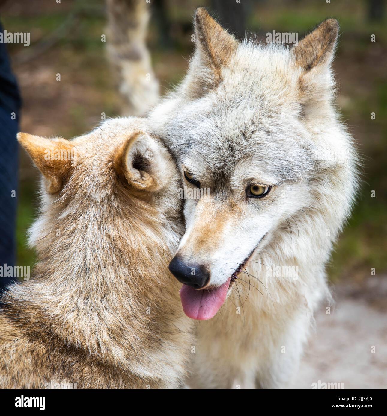 Accouplement des chien Banque de photographies et d’images à haute ...