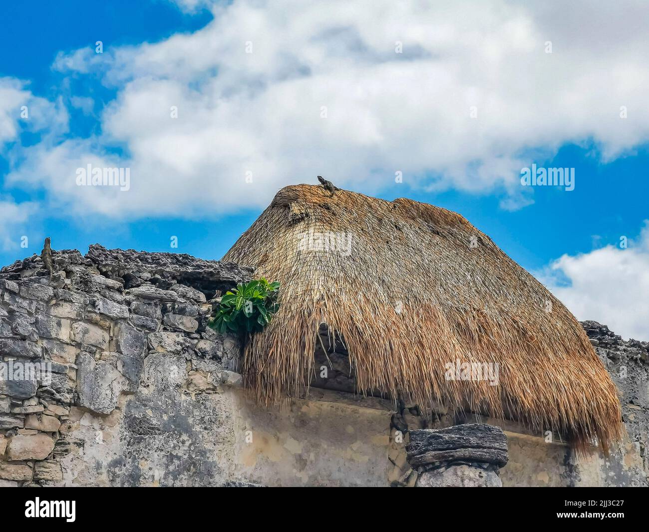 Immense animal gecko d'Iguana sur les rochers de l'ancien site des ruines mayas de Tulum avec ...