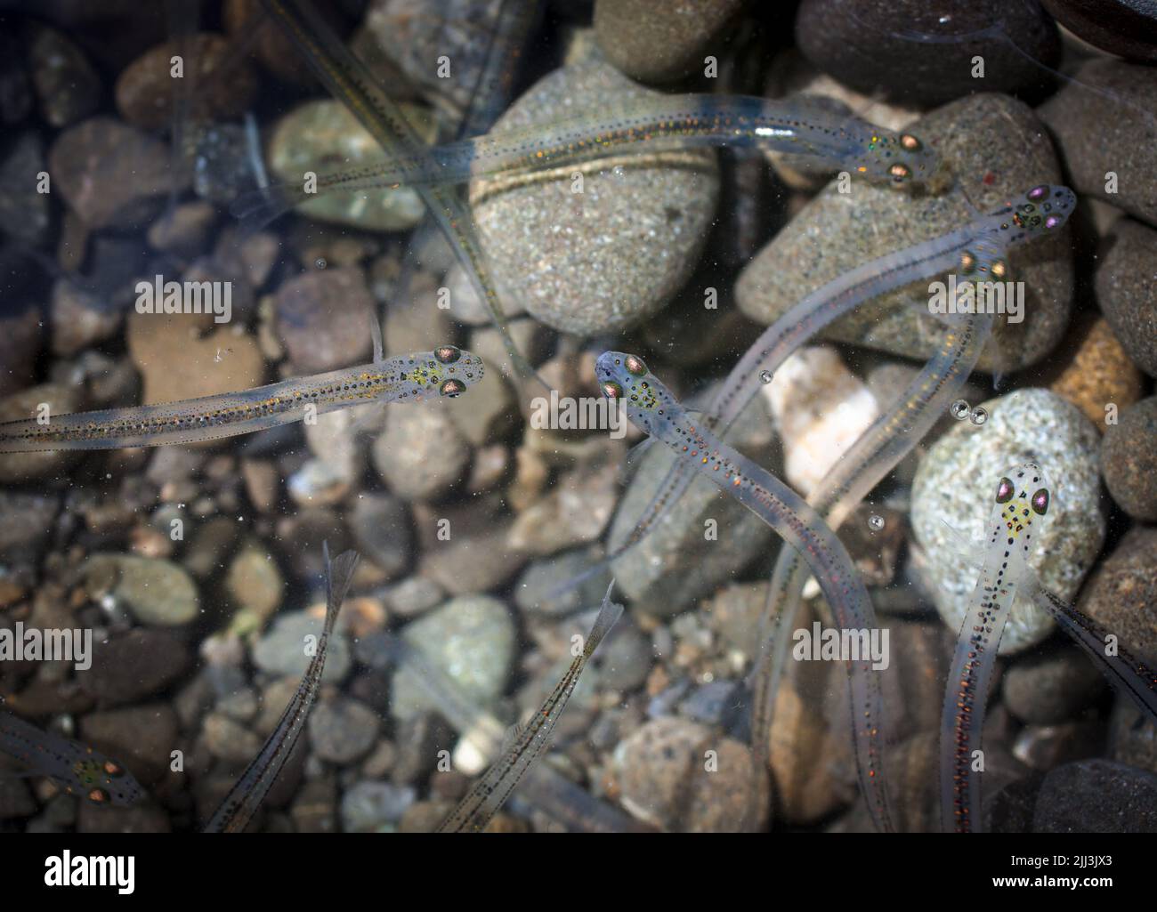 Nouvelle-Zélande : (Galaxias maculatus): Poissons juvéniles, localement ...