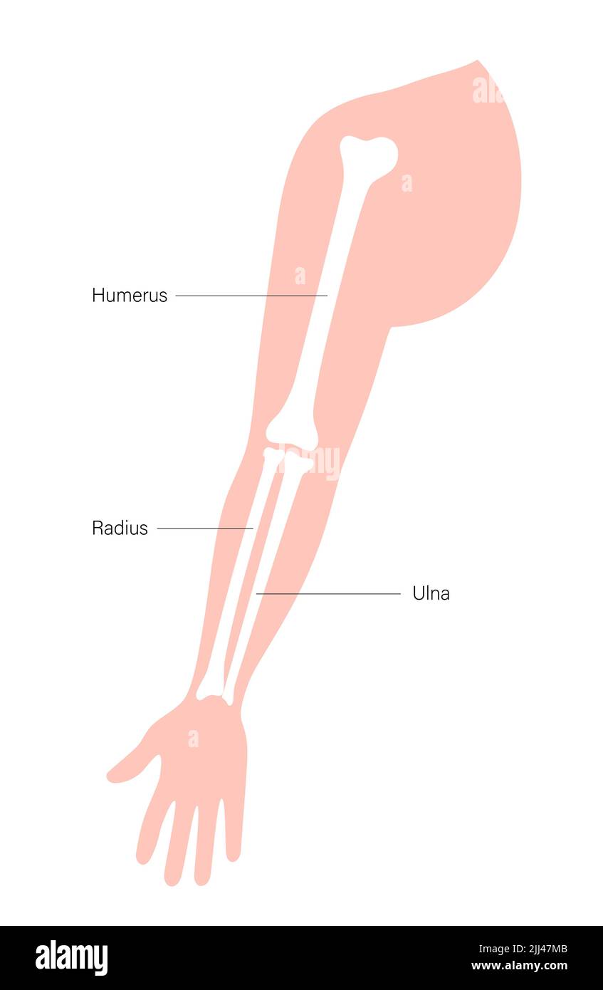 Anatomie du bras, illustration Photo Stock - Alamy