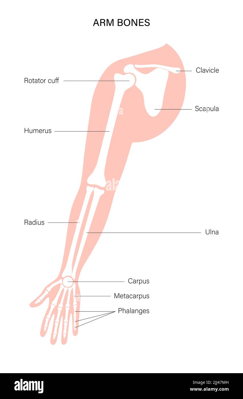 Anatomie du bras, illustration Photo Stock - Alamy