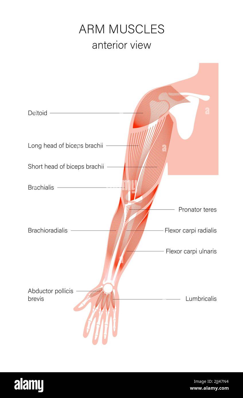 Anatomie du bras, illustration Photo Stock - Alamy