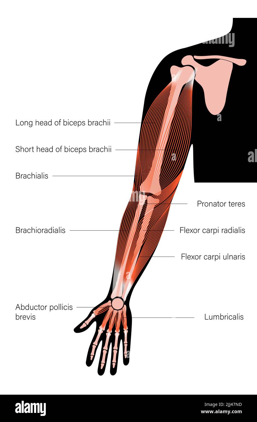Anatomie du bras, illustration Photo Stock - Alamy