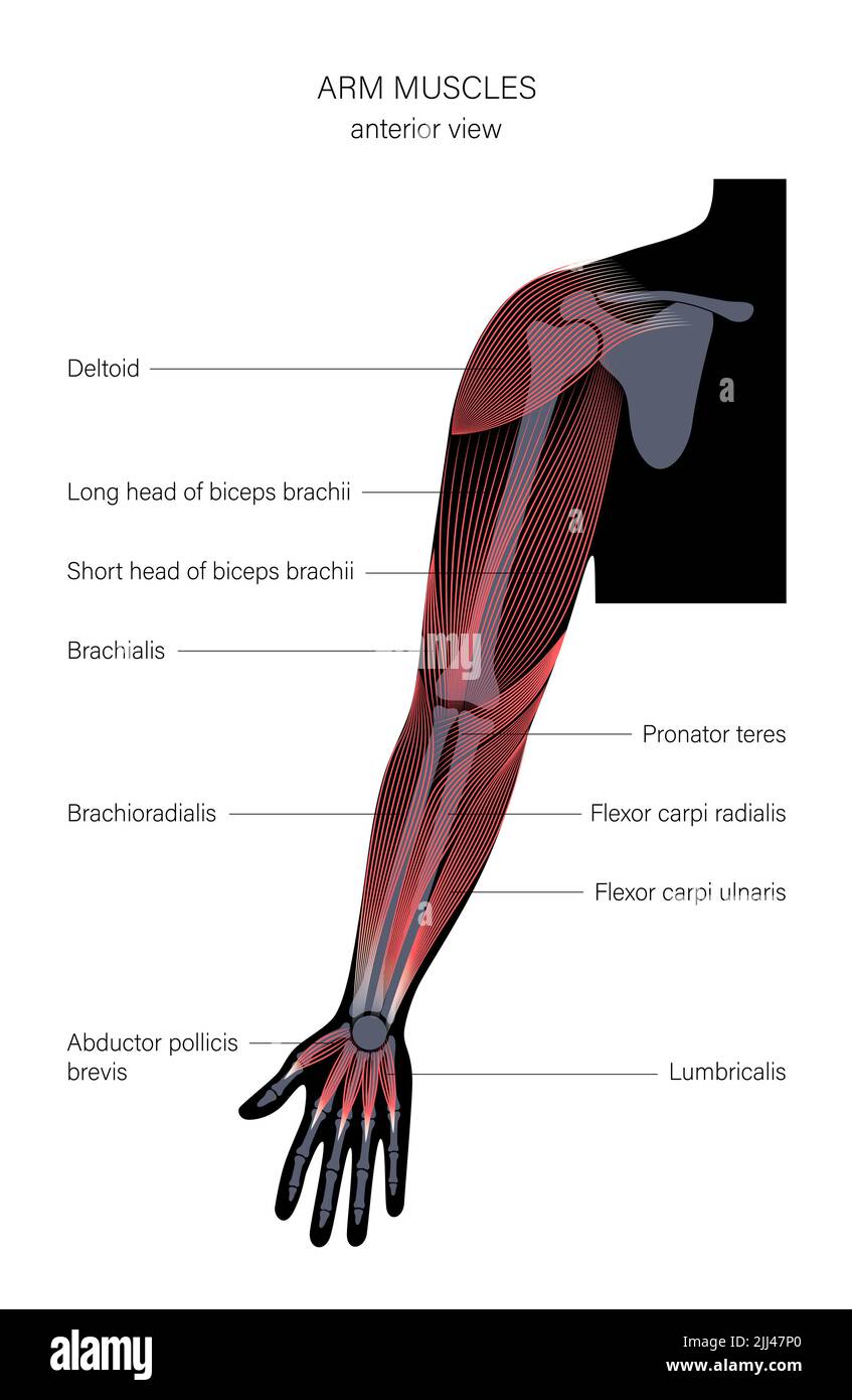 Anatomie du bras, illustration Photo Stock - Alamy