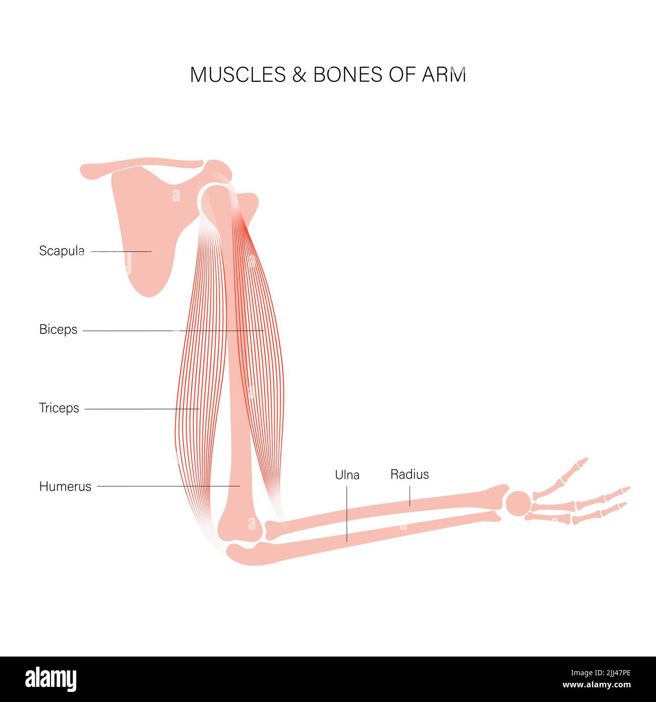 Anatomie du bras, illustration Photo Stock - Alamy