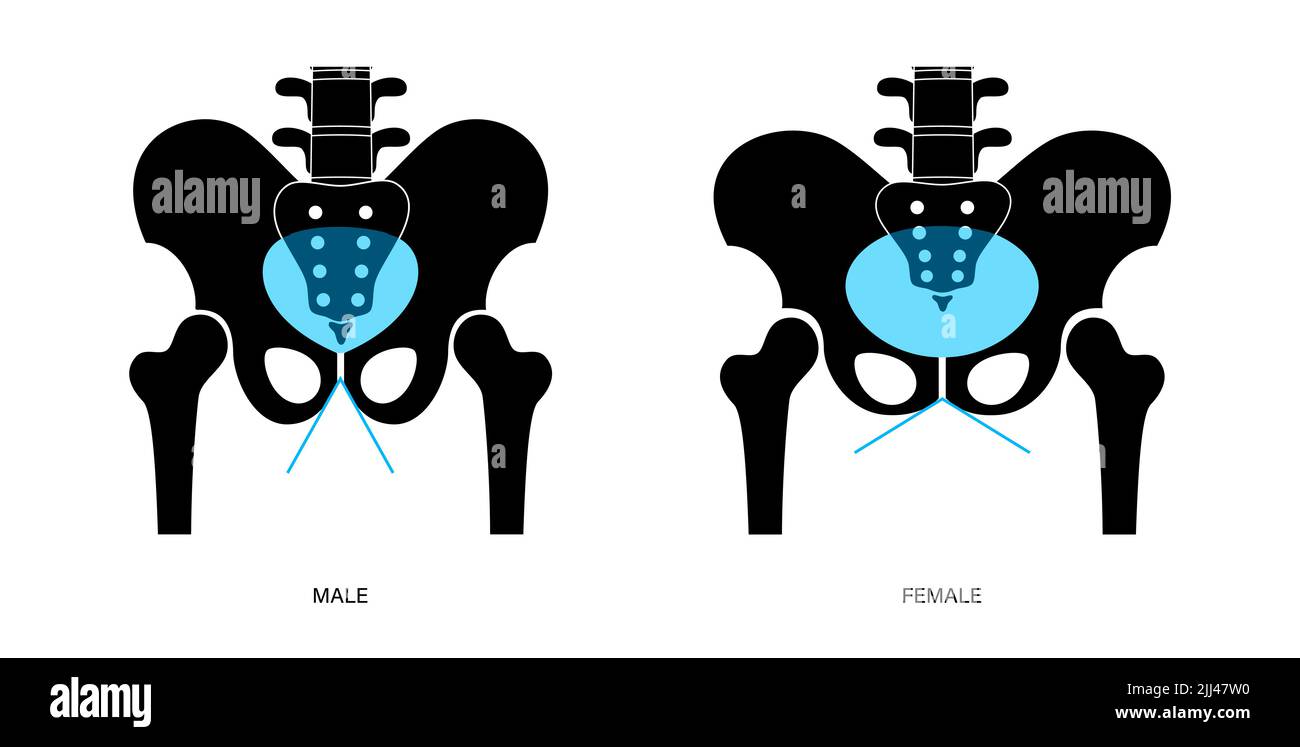 Anatomie pelvienne, illustration Photo Stock - Alamy