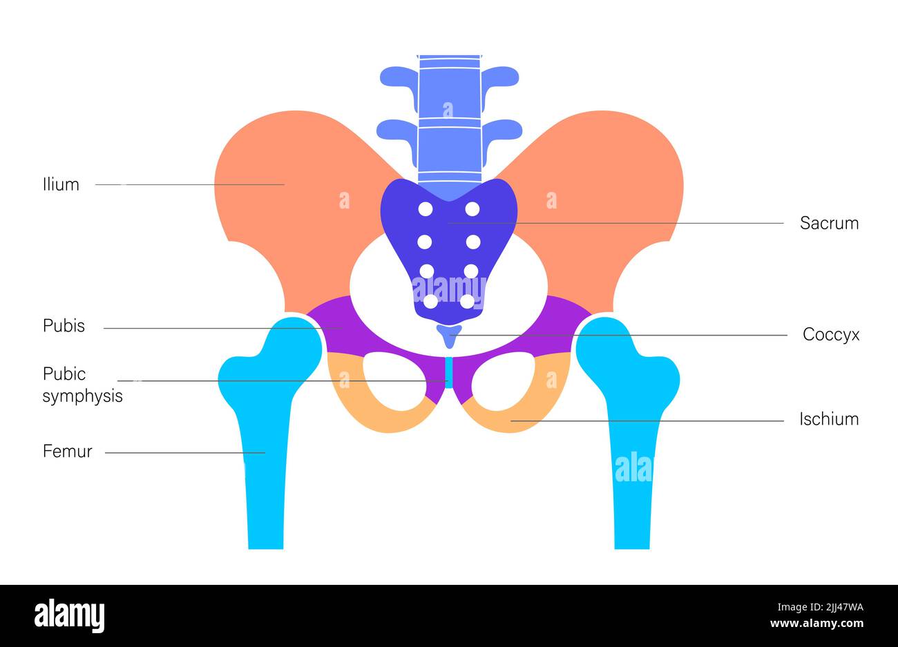 Anatomie pelvienne, illustration Photo Stock - Alamy