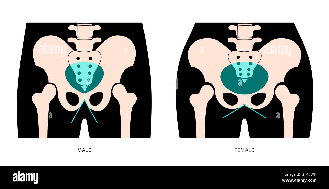 Anatomie pelvienne, illustration Photo Stock - Alamy