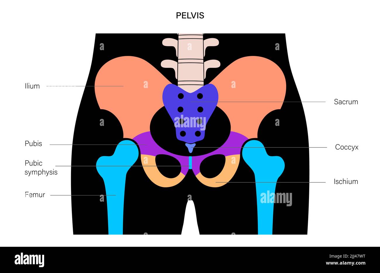 Anatomie pelvienne, illustration Photo Stock - Alamy