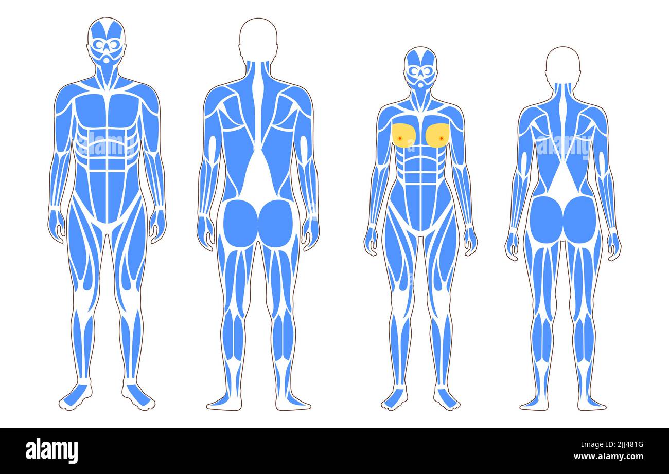 Sistema muscular del cuerpo humano Banque de photographies et d’images ...