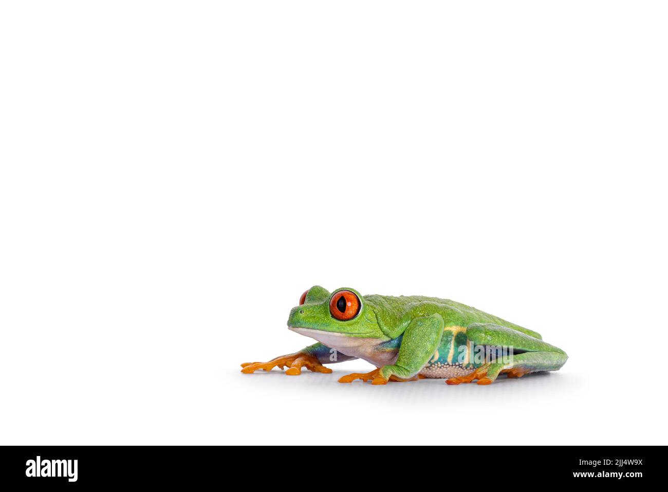 Grenouille d'arbre à yeux rouges vibrante, alias Agalychnis callidryas ...