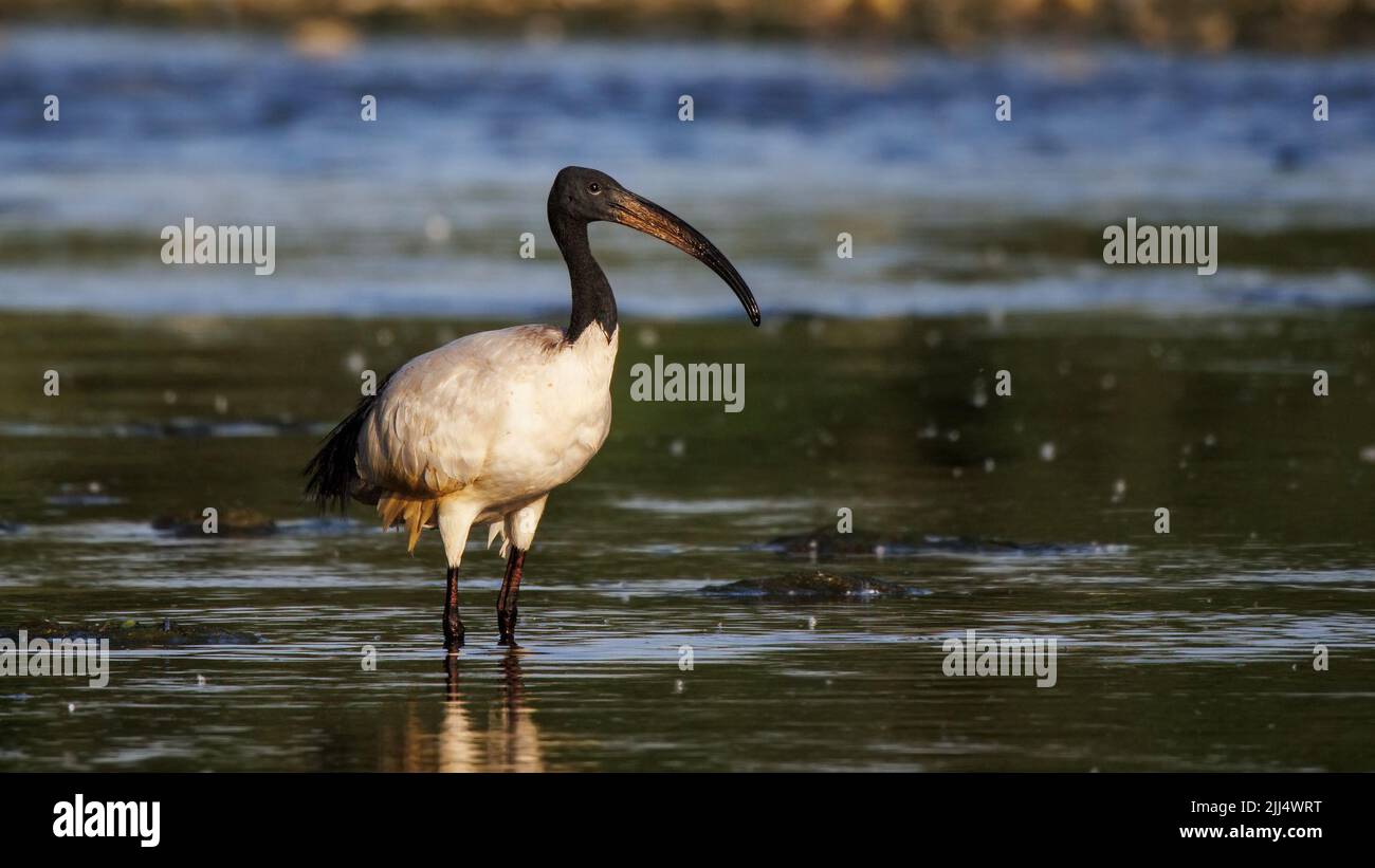 African sacred ibis threskiornis aethiopicus Banque de photographies et ...