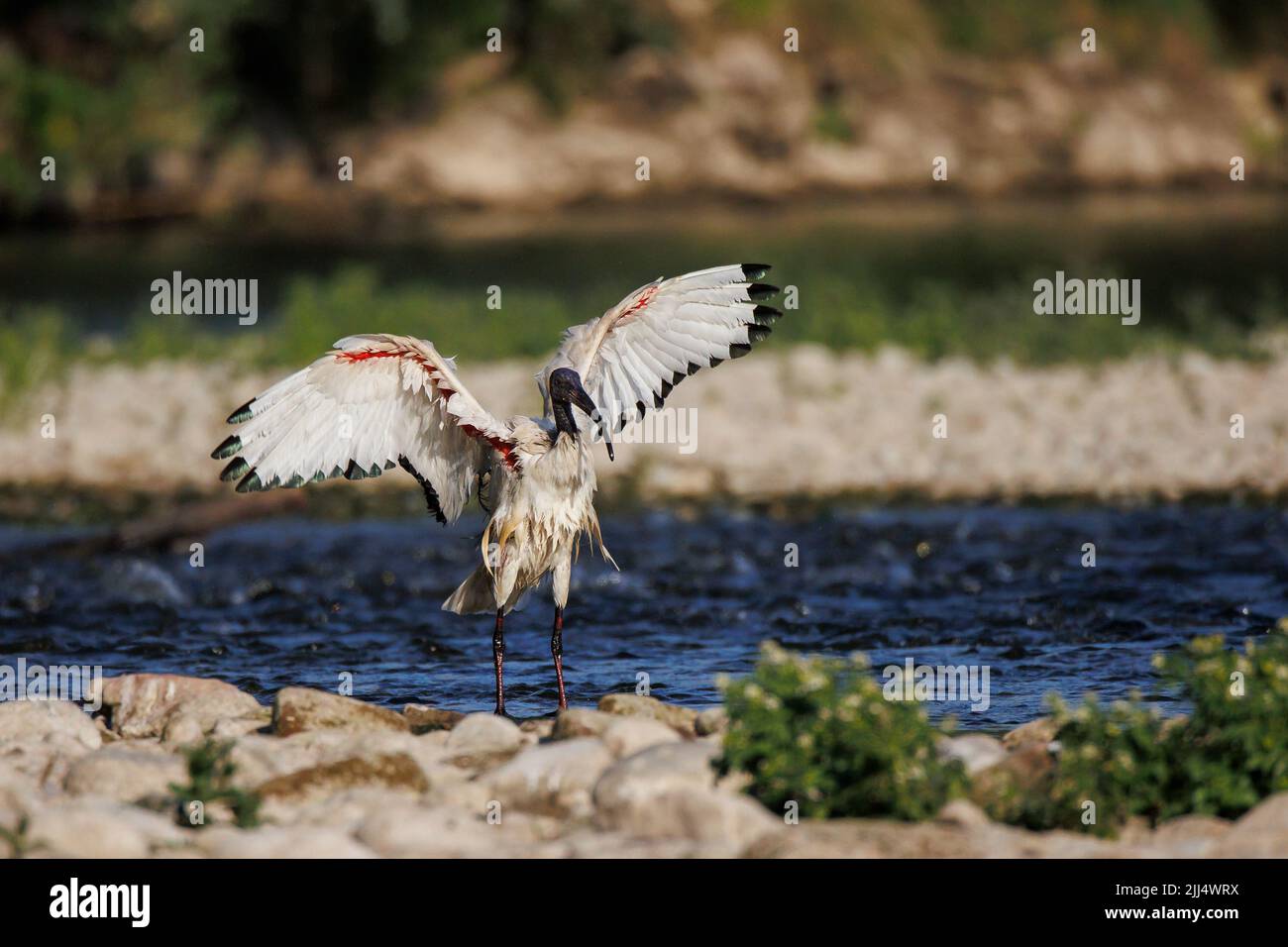 African sacred ibis threskiornis aethiopicus Banque de photographies et ...