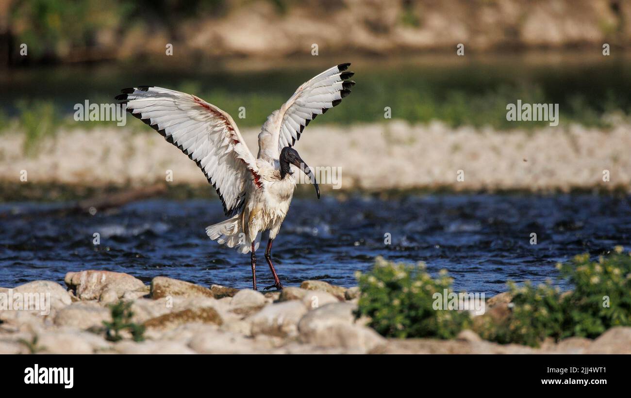 African sacred ibis threskiornis aethiopicus Banque de photographies et ...