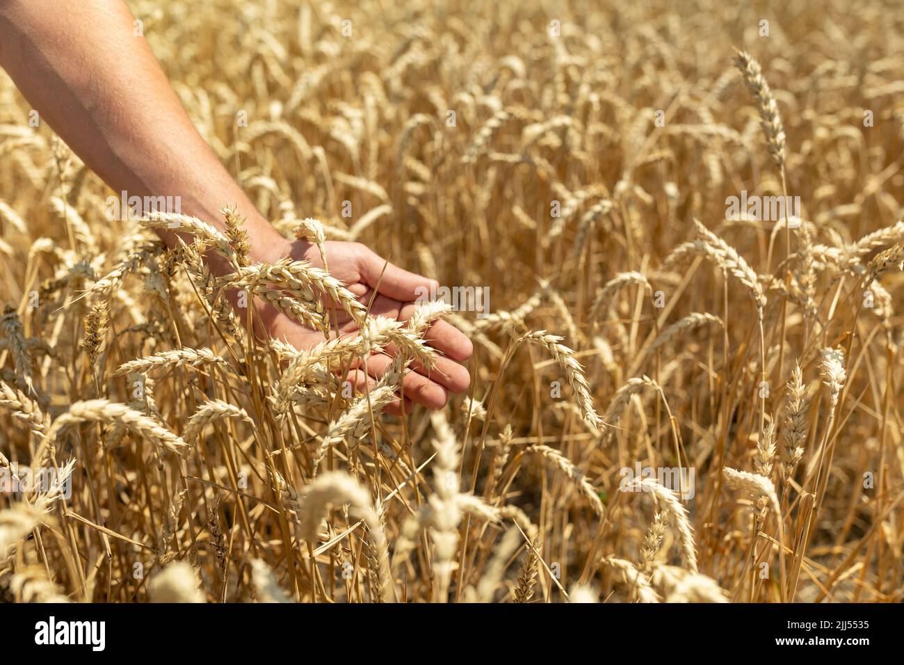 Un champ de blé touché par la main de pointes dans la lumière du ...