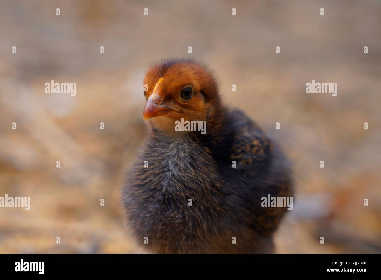 Coq et poules en milieu naturel Banque de photographies et d’images à ...