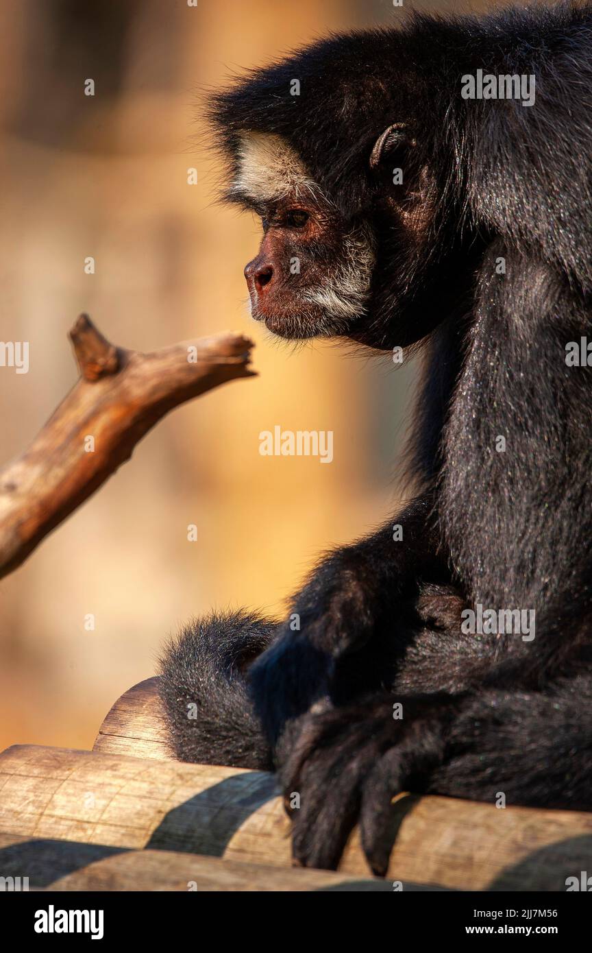 Le singe araignée, un primate qui a une queue appréhensile, très commun ...