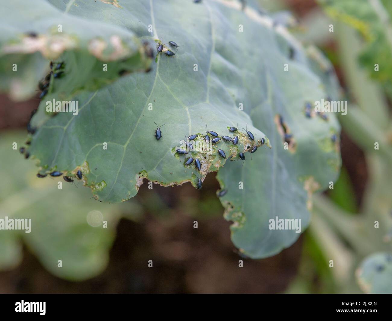 Phyllotreta cruciferae Banque de photographies et d’images à haute ...
